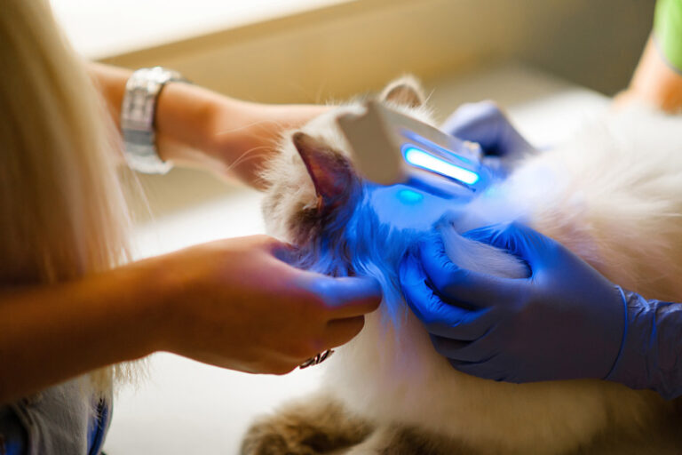 DTM - Dermatophyte Test Medium - Teknofarma