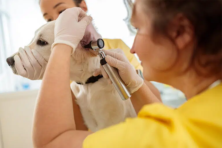 L’otite esterna nel cane: guida pratica - Teknofarma