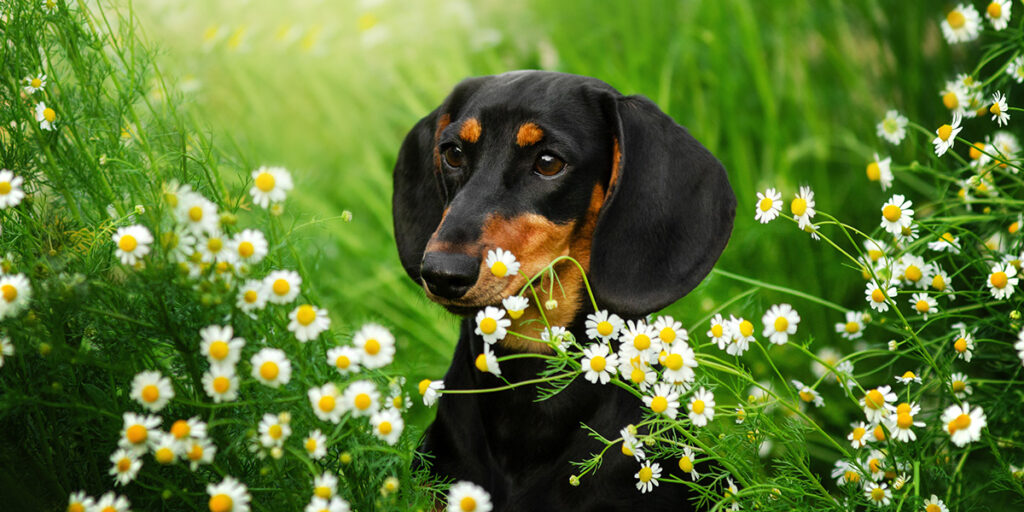 L’otite esterna nel cane: guida pratica - Teknofarma