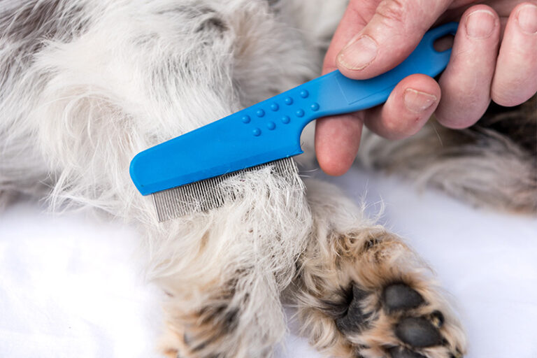 Pulci su cani e gatti: come riconoscerle e prevenirle