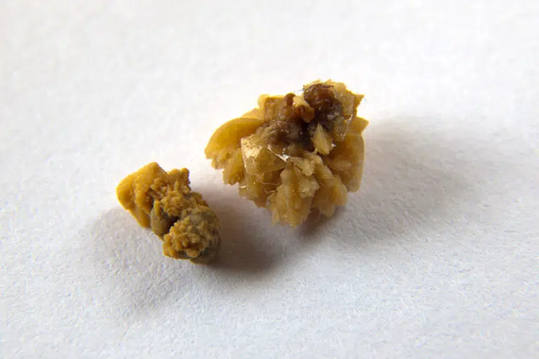 La struvite nel cane: diagnosi e terapia - Teknofarma