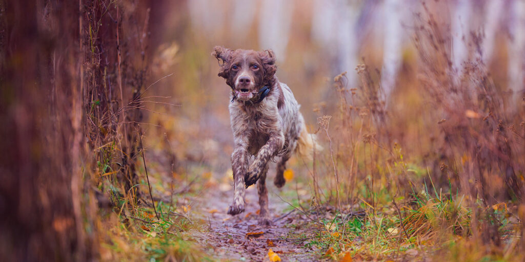 I vermi tondi del cane e del gatto - Teknofarma