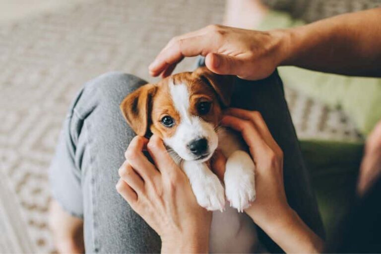 Quando devo somministrare il vermifugo al cane? - Teknofarma
